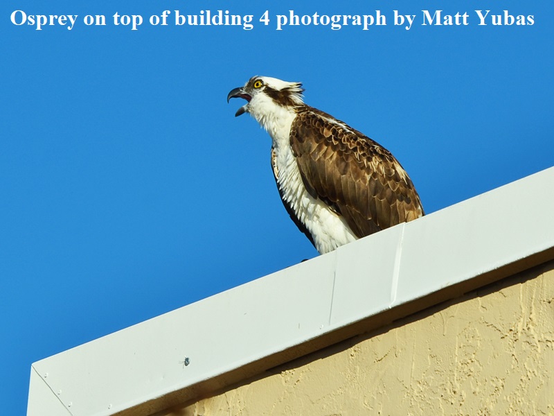 Birds of the Long Bayou