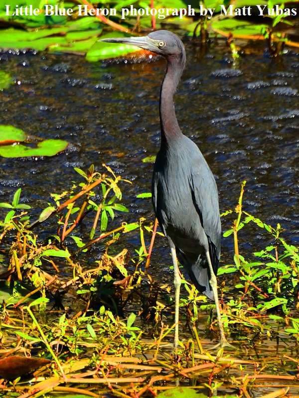 Birds of the Long Bayou