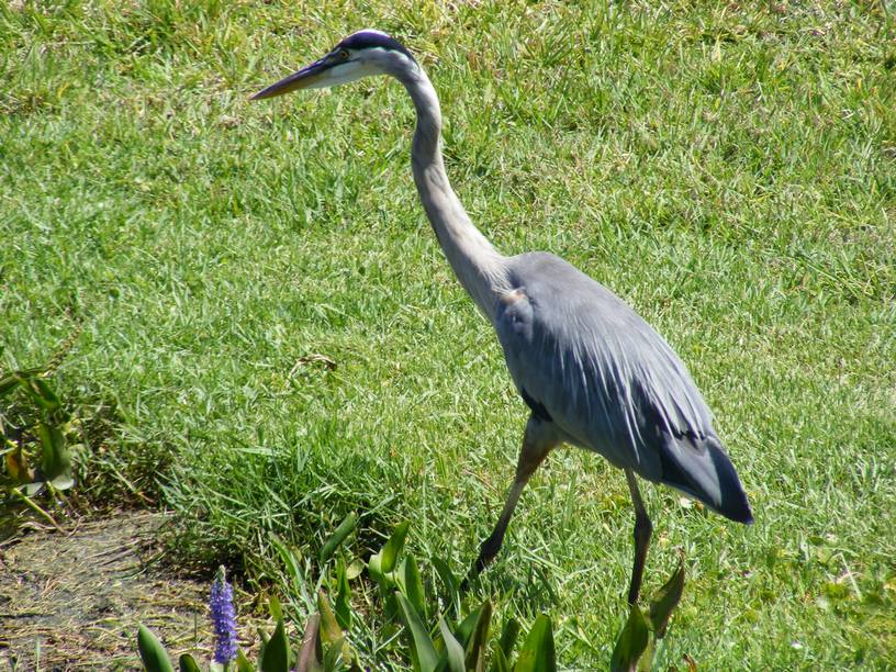 Birds of the Long Bayou
